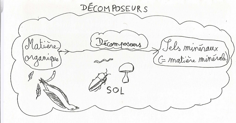 Des écosystèmes et leur fonctionnement [6 M3]. 9C