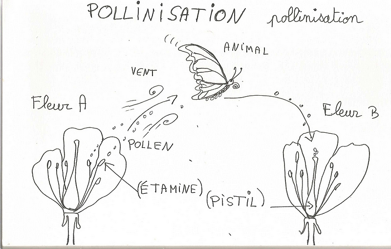 Des écosystèmes et leur fonctionnement [6 M3]. 9C