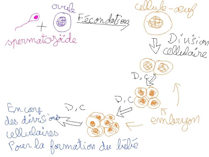 Reproduction et sexualité chez les êtres humains [4e M2]. 8C